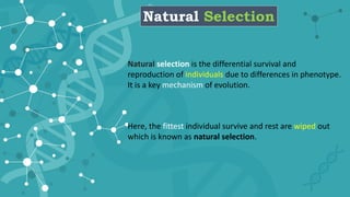 Population genetics | PPTX