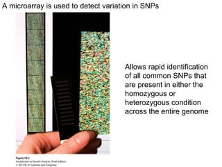 Population genetics | PPT