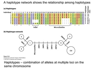Population genetics | PPT
