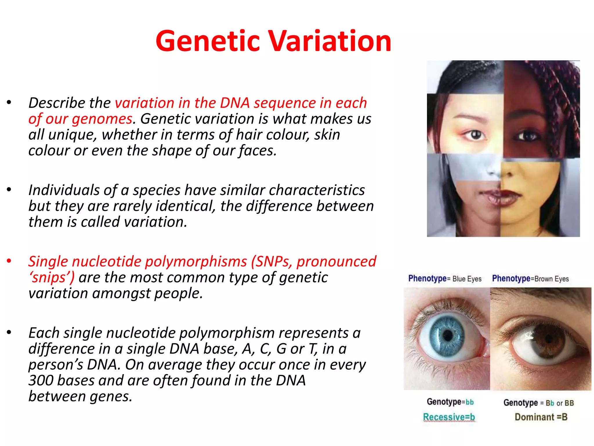 Population genetics | PPTX | Genetics | Science