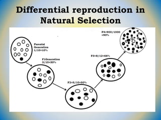 Population genetics 2 | PPT