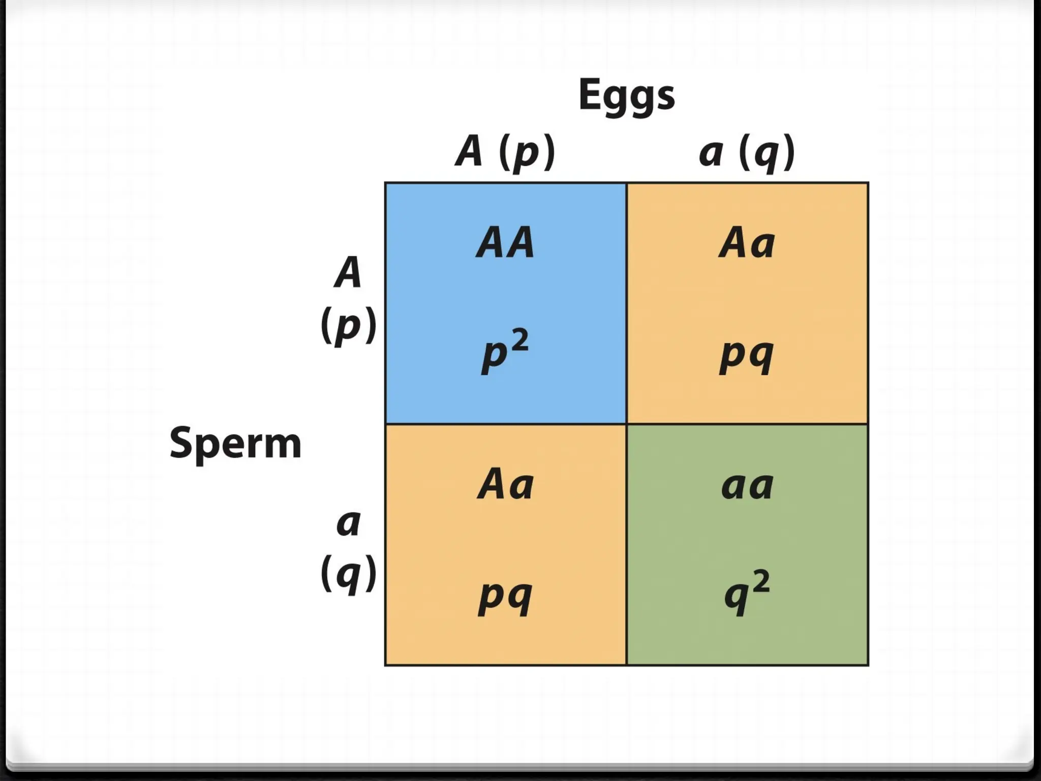 population genetics and hapmap project .pptx