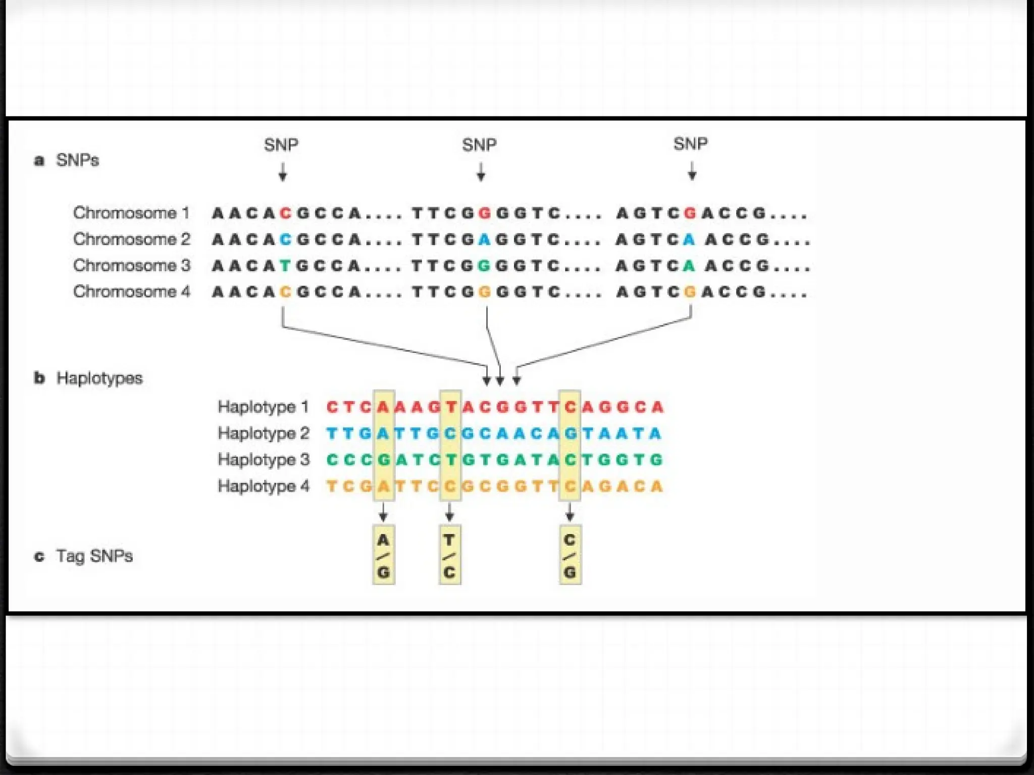 population genetics and hapmap project .pptx