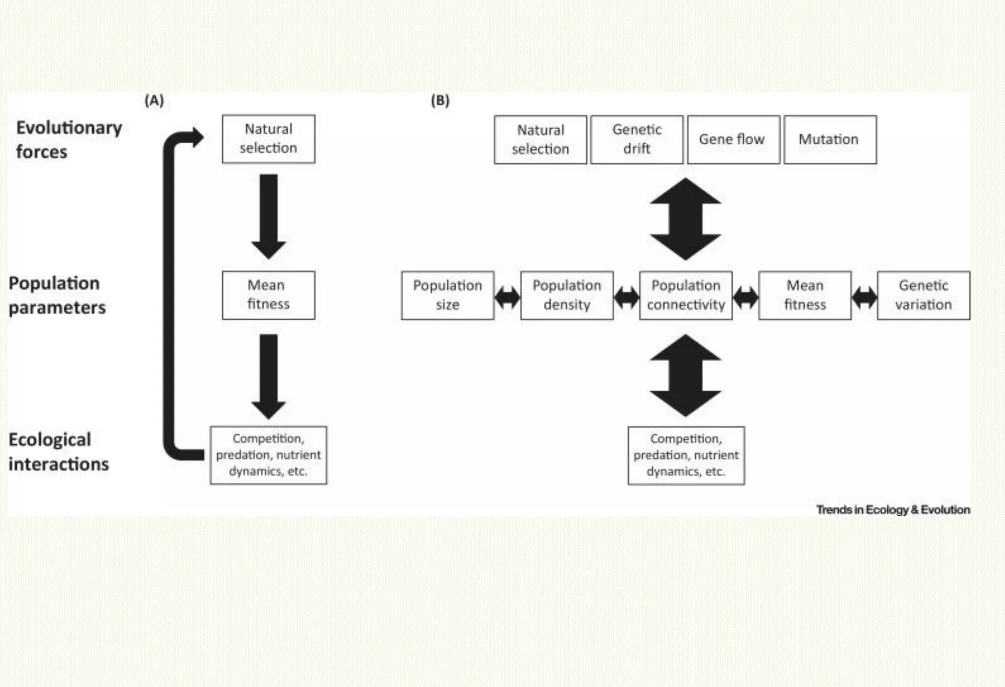 Population genetics basic concepts | PDF