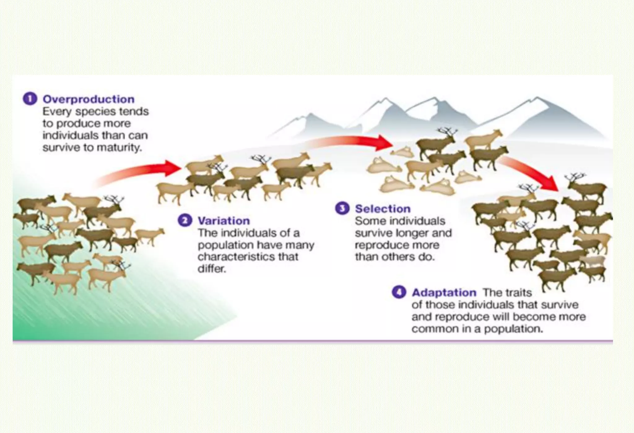 Population genetics basic concepts | PDF