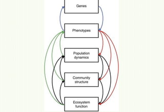 Population genetics basic concepts | PDF
