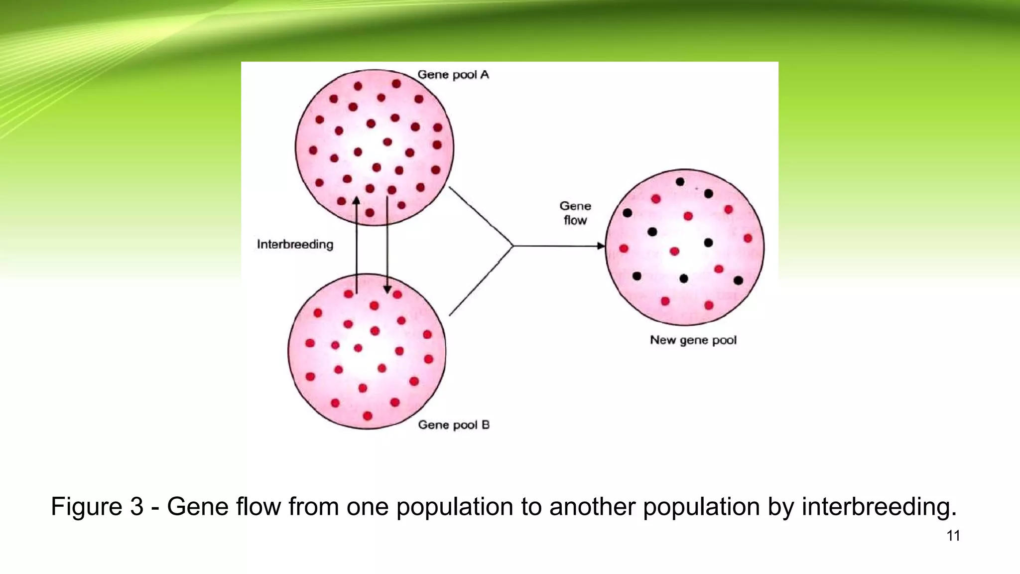 Population Genetics & Hardy - Weinberg Principle.pdf