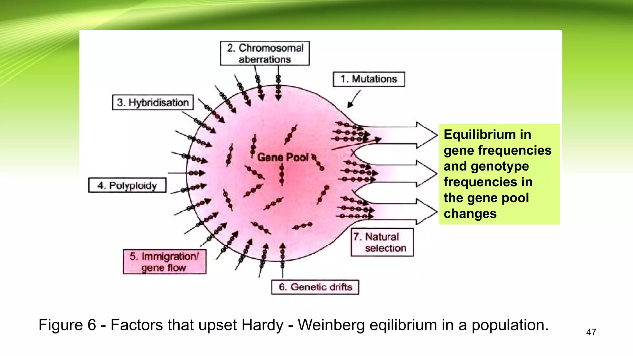 Population Genetics & Hardy - Weinberg Principle.pdf | Genetics | Science