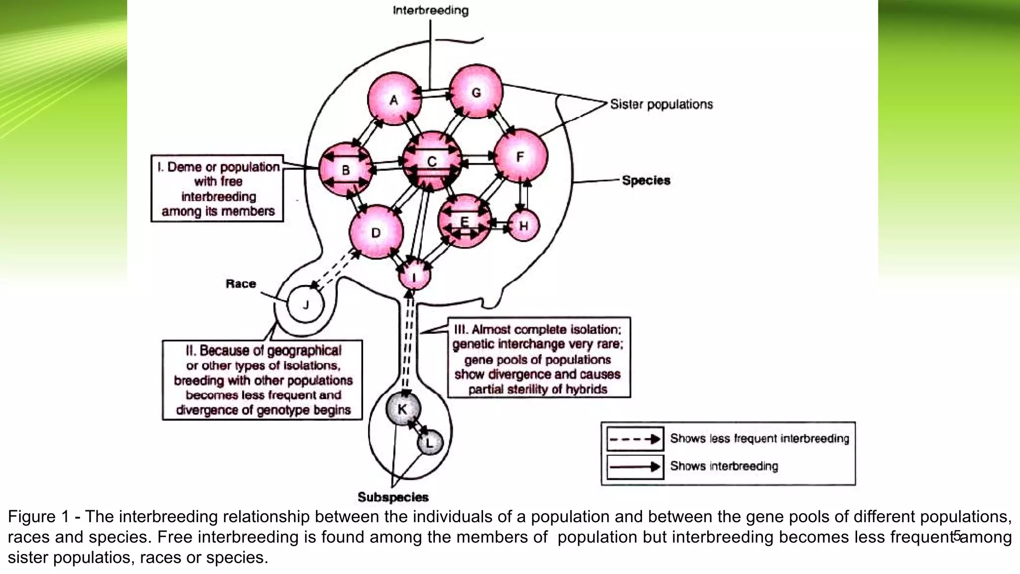 Population Genetics & Hardy - Weinberg Principle.pdf