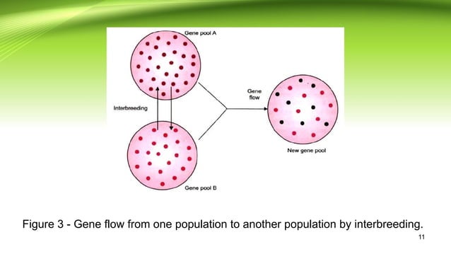 Population Genetics & Hardy - Weinberg Principle.pdf | Genetics | Science