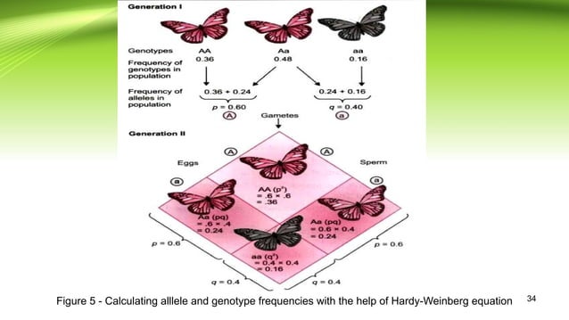 Population Genetics & Hardy - Weinberg Principle.pdf | Genetics | Science