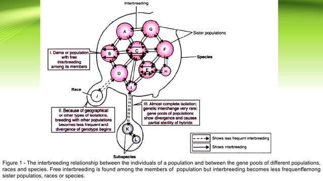 Population Genetics & Hardy - Weinberg Principle.pdf | Genetics | Science
