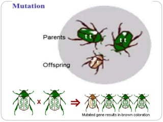 ASSORTIVE MATING AND GENE FREQUENCY CHANGES (POPULATION GENETICS) | PPTX