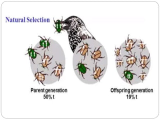 ASSORTIVE MATING AND GENE FREQUENCY CHANGES (POPULATION GENETICS) | PPTX