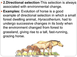 ASSORTIVE MATING AND GENE FREQUENCY CHANGES (POPULATION GENETICS) | PPTX