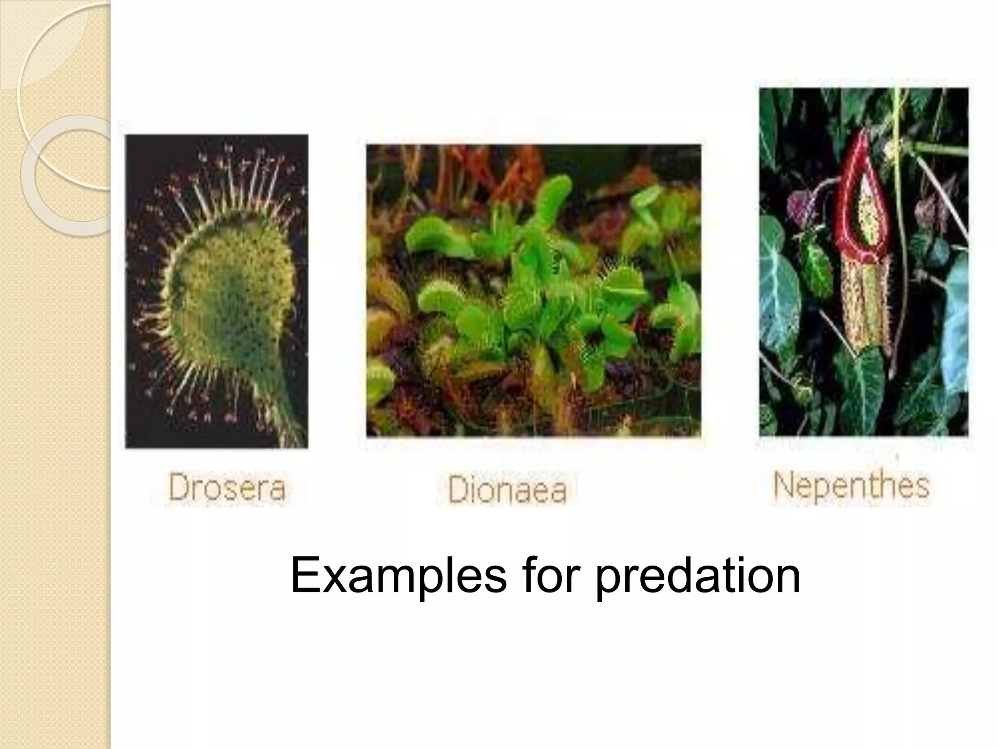 Population Interaction And Their Types Pptx Biological Sciences
