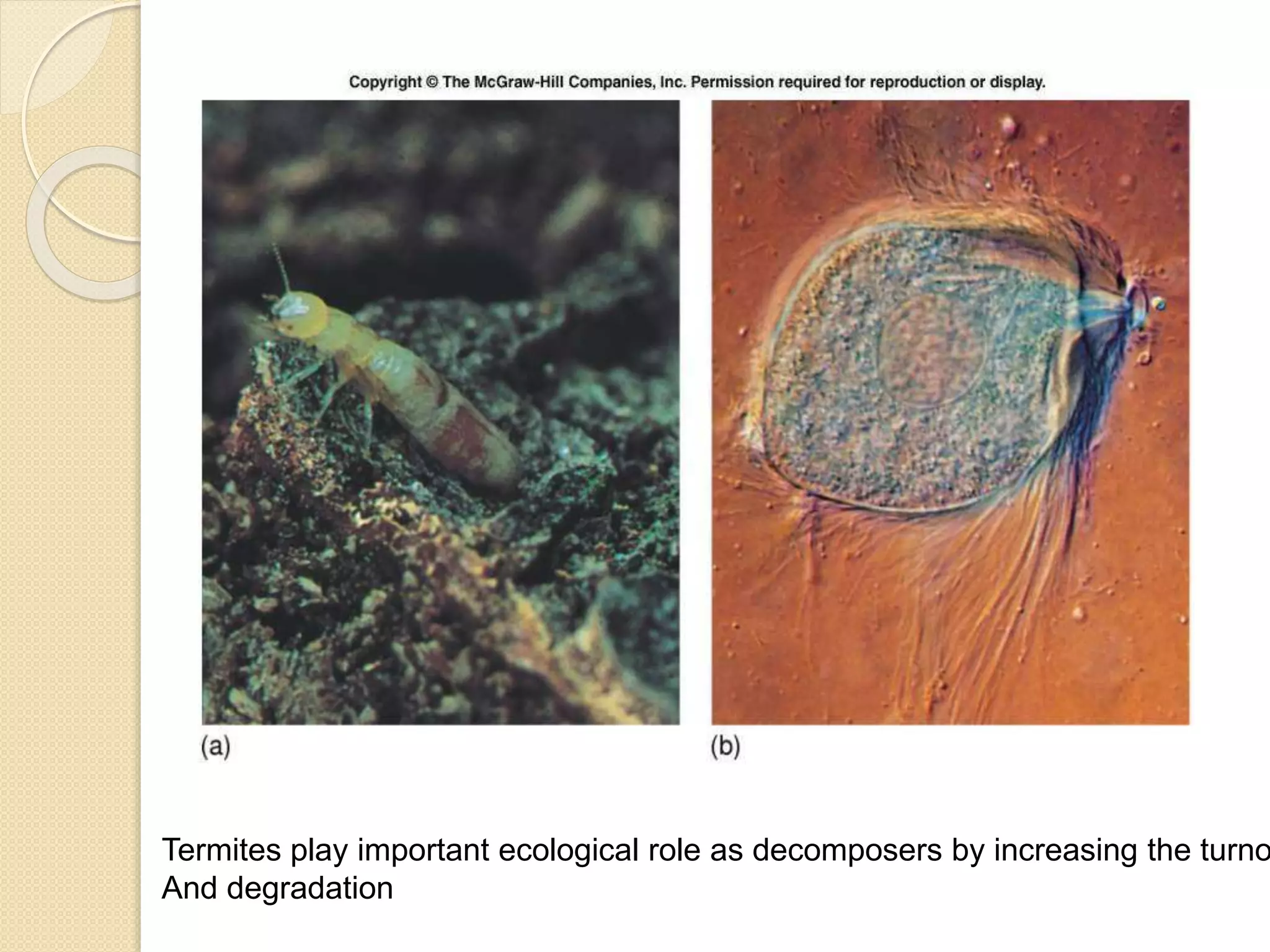 Population Interaction And Their Types Pptx Biological Sciences