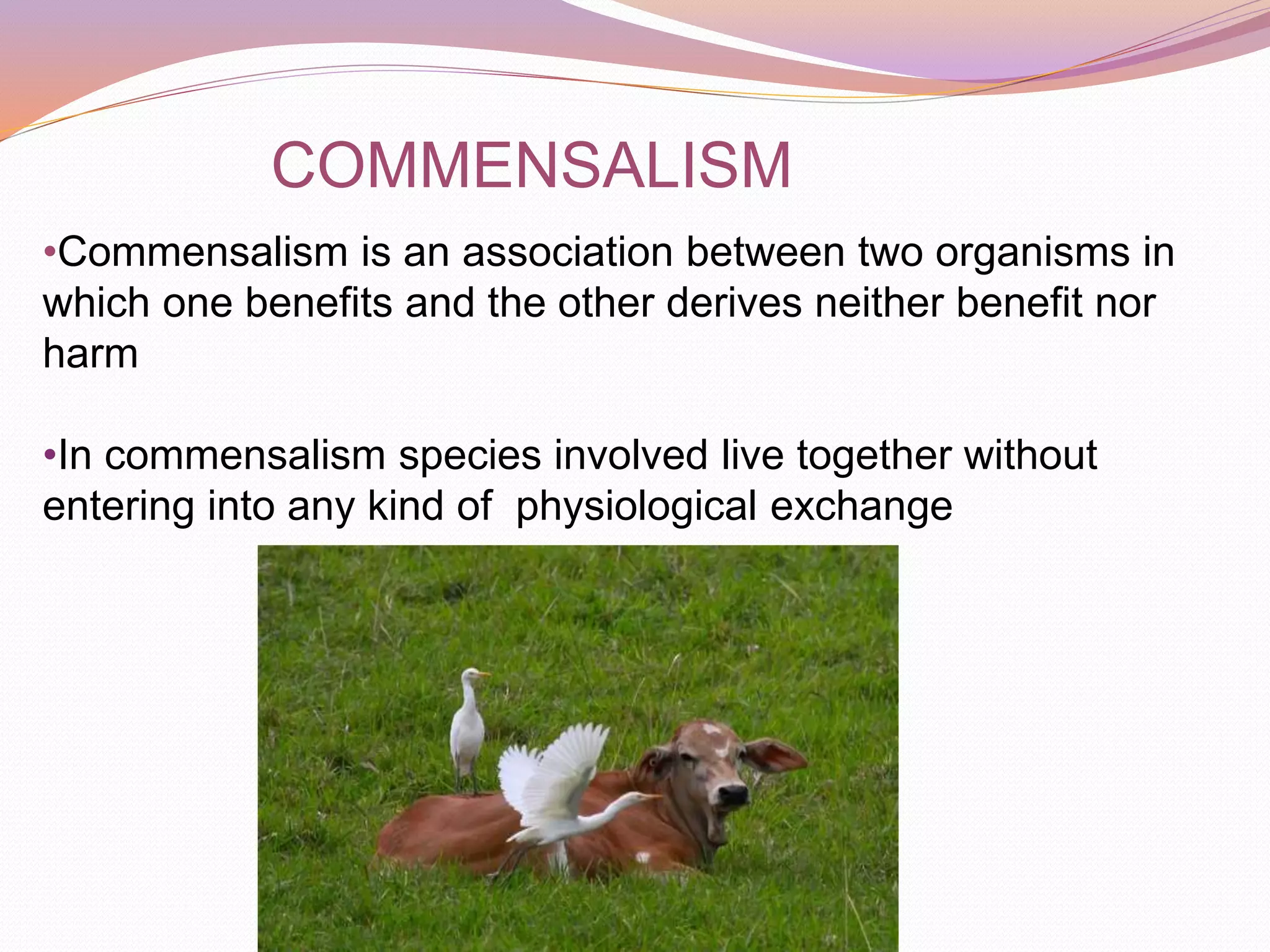 Population interaction ppt | PPTX