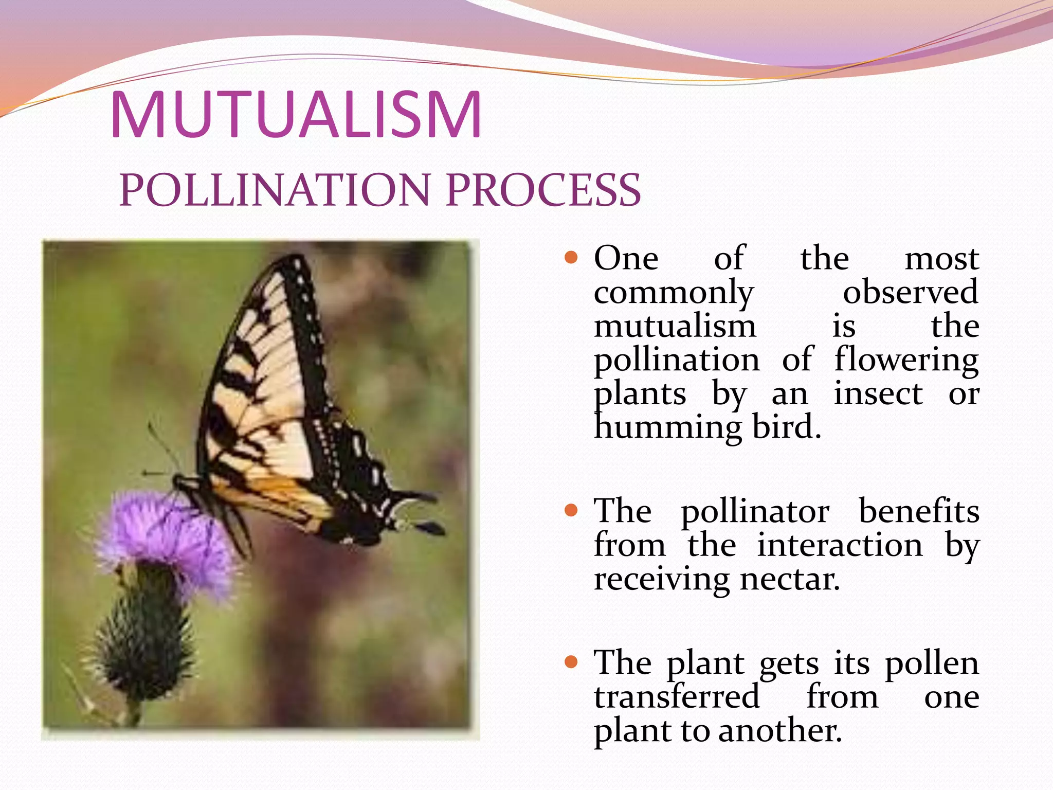 Population interaction ppt | PPTX