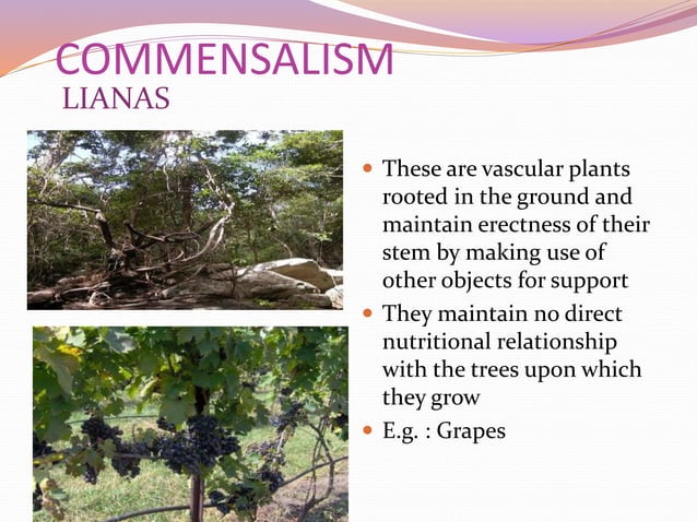 Population interaction ppt | PPTX | Gardening | Home & Garden