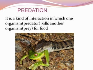 Population interaction ppt | PPTX