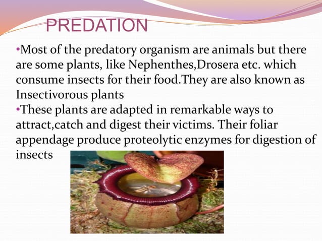 Population interaction ppt | PPTX | Gardening | Home & Garden