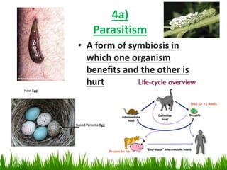 Population interactions and special species types | PPT