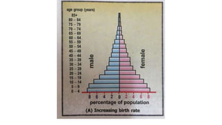 Population Pyramid | PPTX