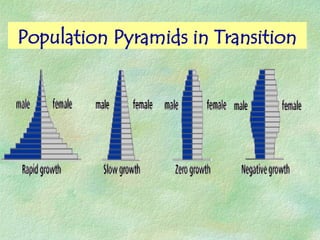 population_pyramid nice ppt age structure diagrams ppt | PPT