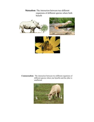 Populations and Ecosystems | PDF
