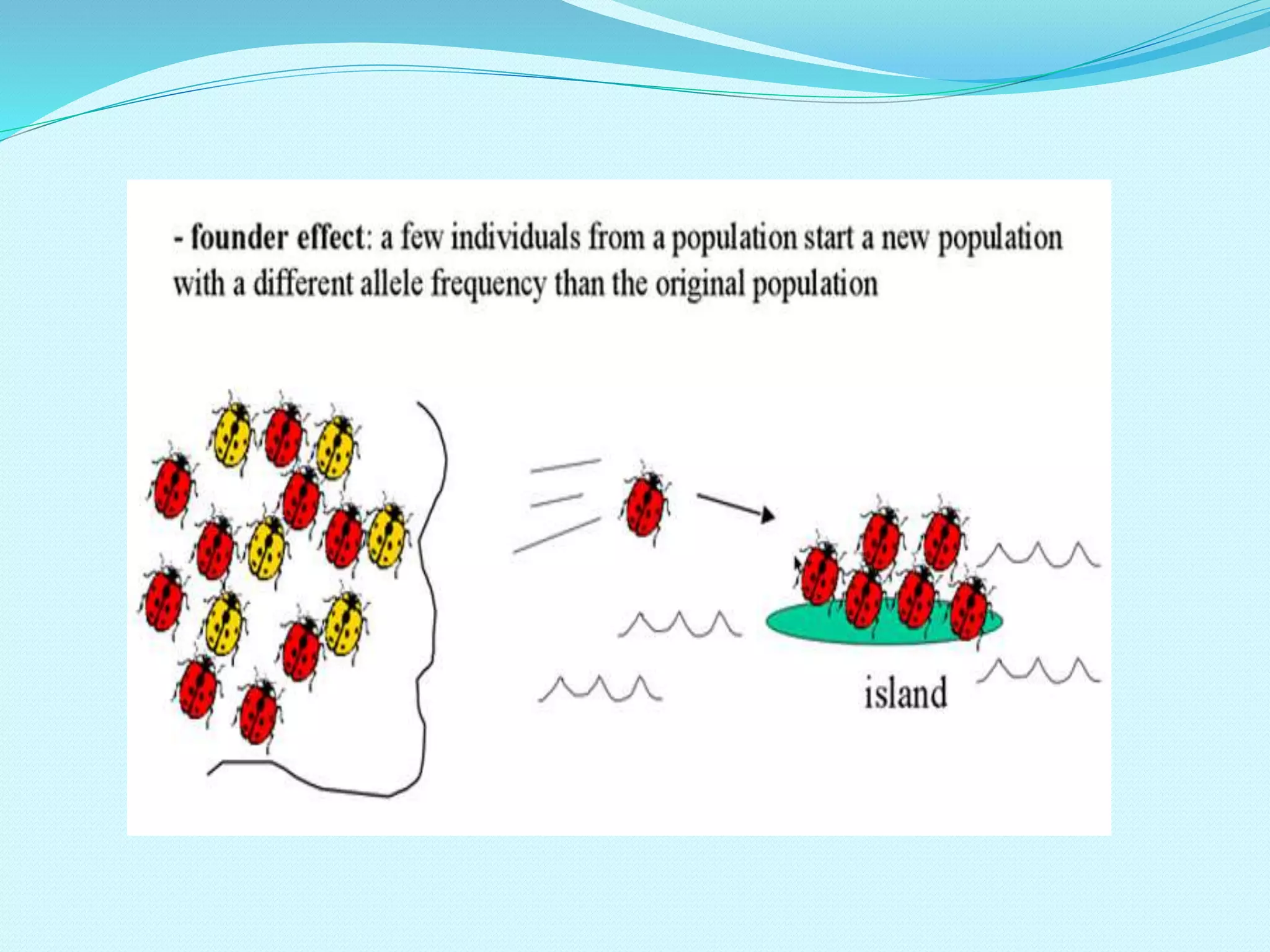 Population size and genetic drift | PPTX