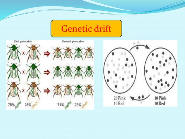 Population size and genetic drift | PPTX | Biological Sciences | Science