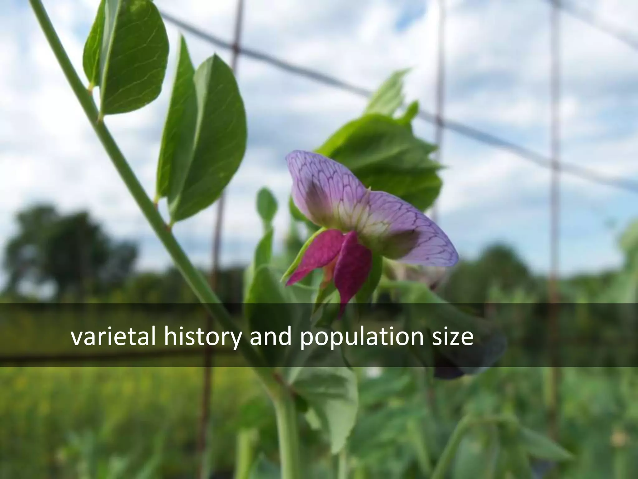 Maintaining Adequate Population Sizes for Seed Saving | PPTX