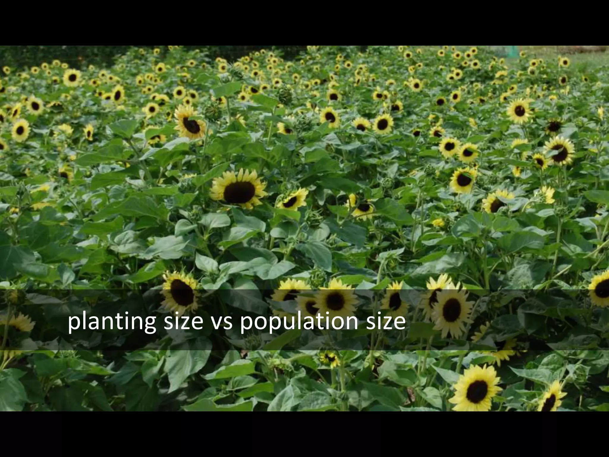 Maintaining Adequate Population Sizes for Seed Saving | PPTX