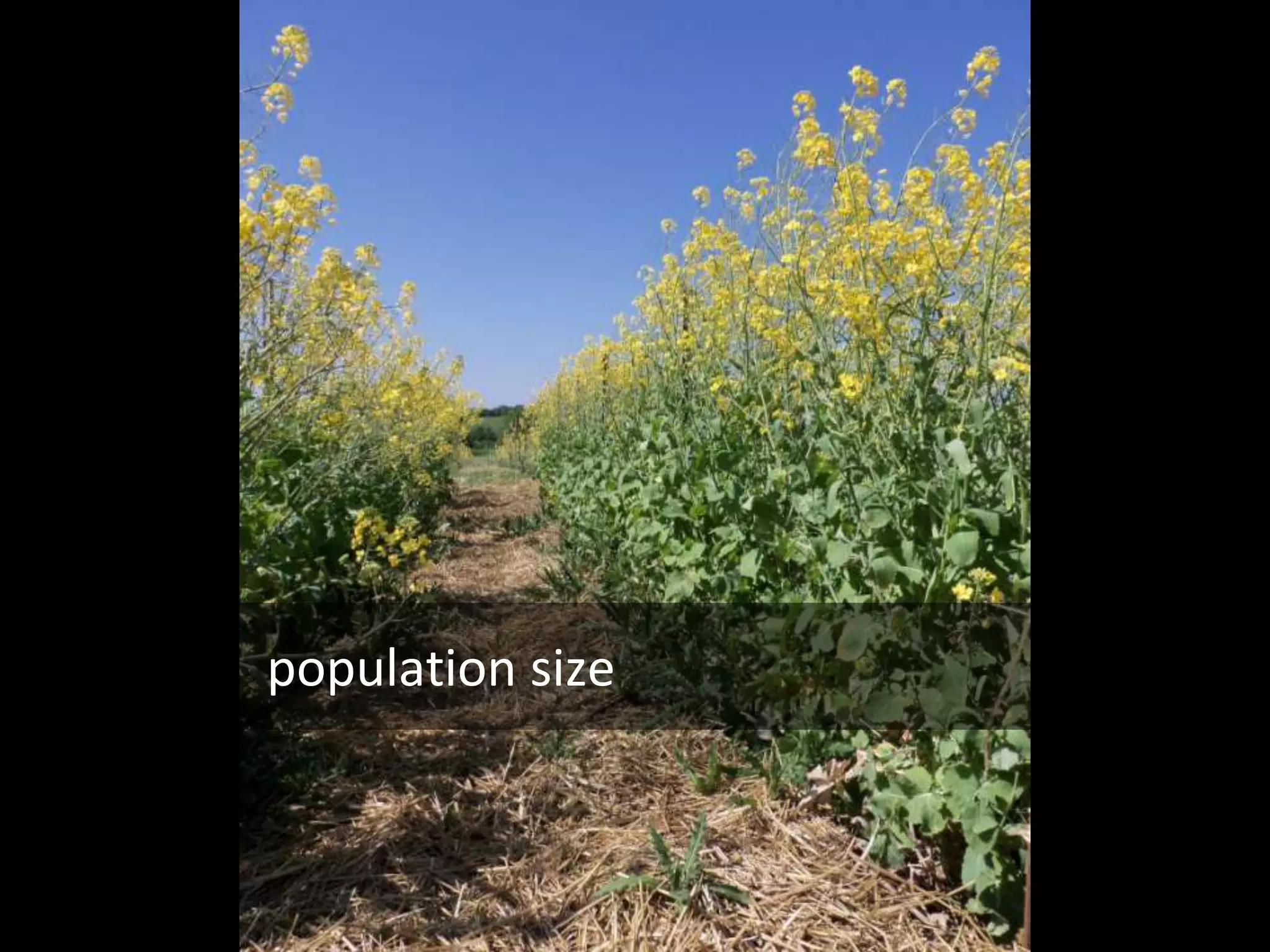 Maintaining Adequate Population Sizes for Seed Saving | PPTX