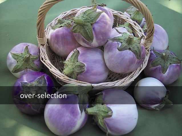 Maintaining Adequate Population Sizes for Seed Saving | PPTX