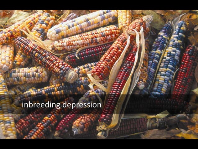 Maintaining Adequate Population Sizes for Seed Saving | PPTX