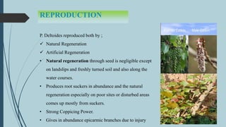 Populus deltoides | PPT