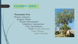 Populus deltoides | PPT