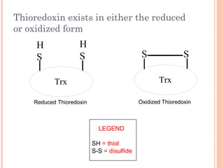 TRX Suspension Trainer | PPT