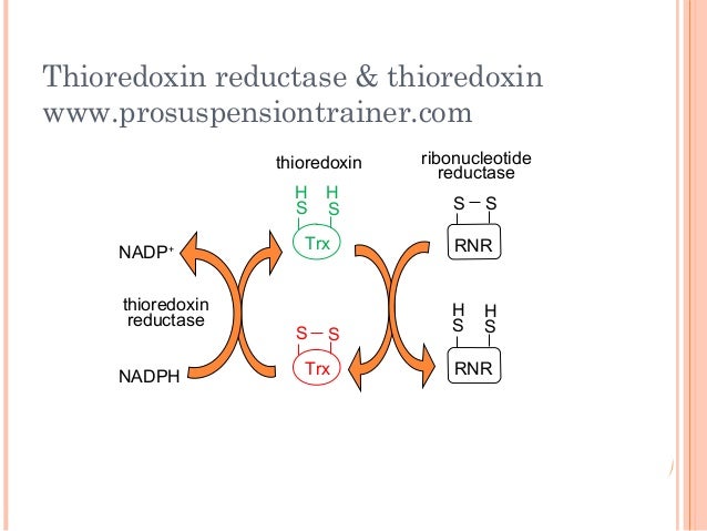 TRX Suspension Trainer