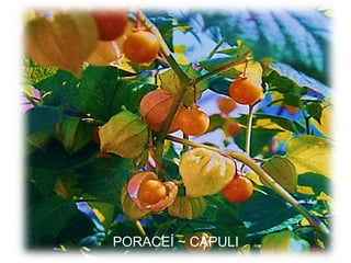 LA FLOR DE PORACEÍ ~ CAPULI | PPT