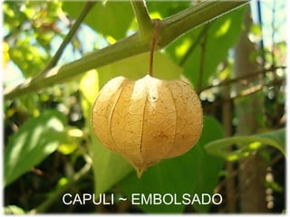 LA FLOR DE PORACEÍ ~ CAPULI | PPT