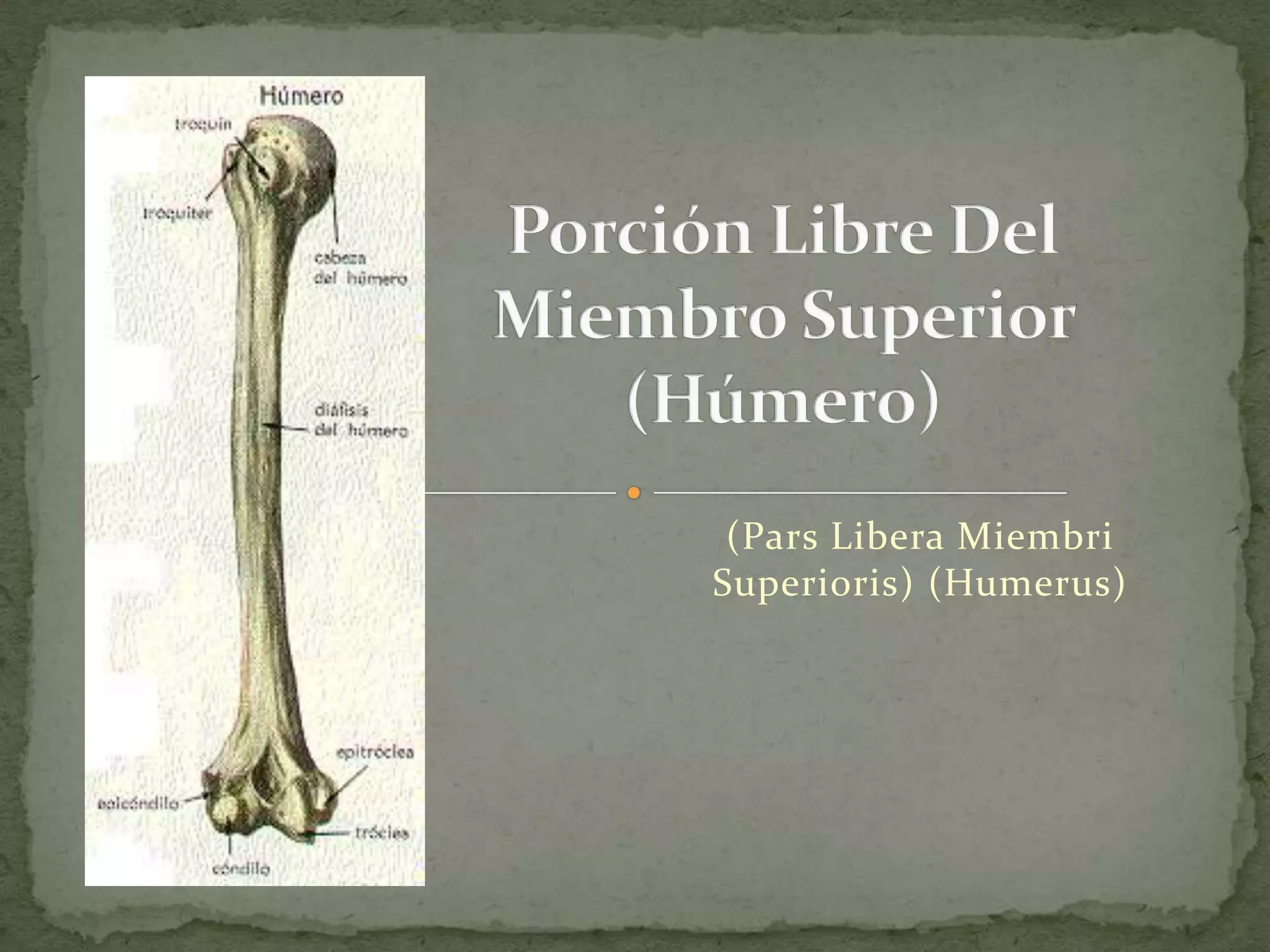 Anatomía Estructural Equipo 2 Tema I: Húmero | PPT | Descarga Gratuita