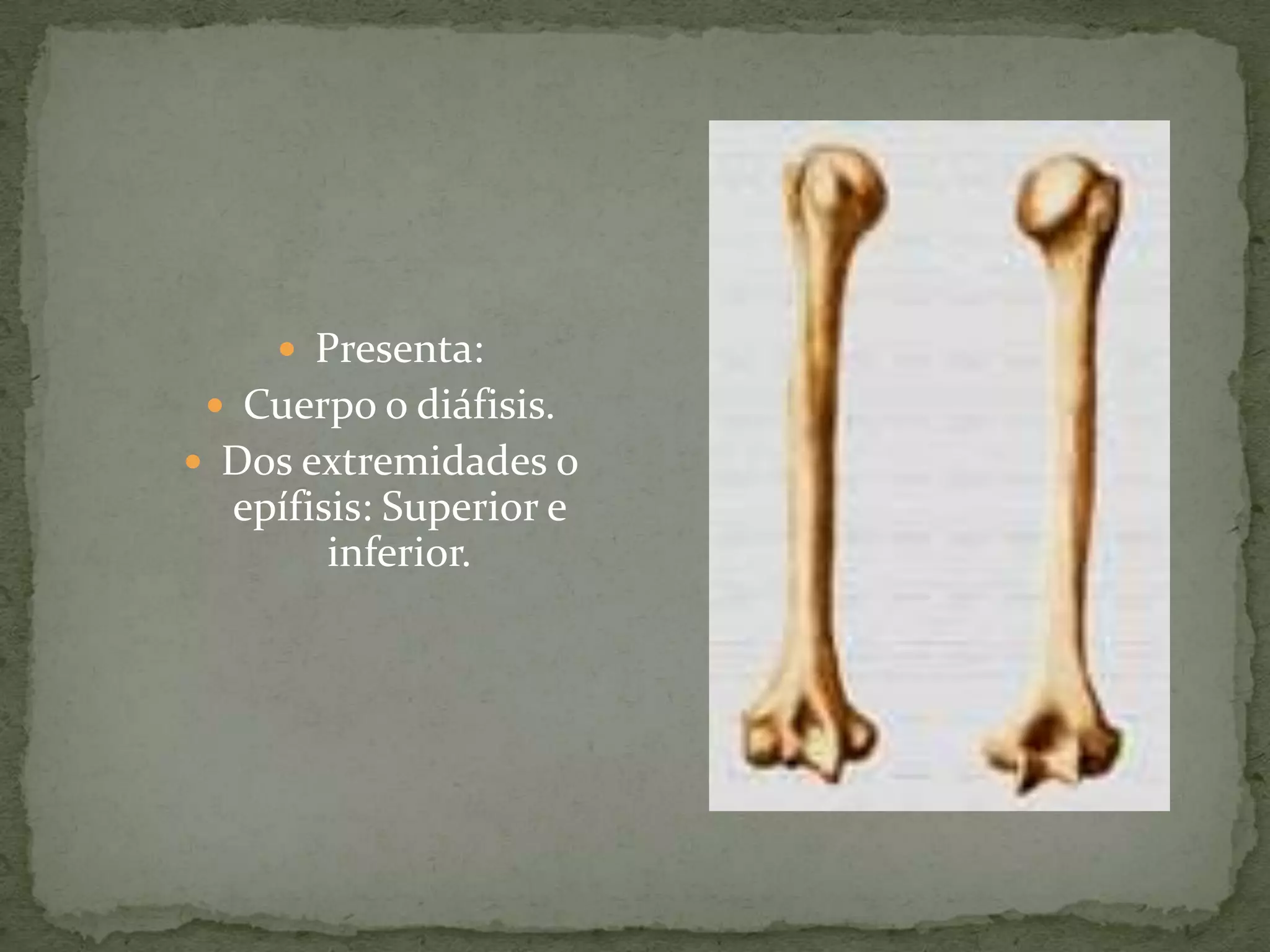 Anatomía Estructural Equipo 2 Tema I: Húmero | PPT | Descarga Gratuita