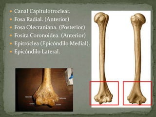 Anatomía Estructural Equipo 2 Tema I: Húmero | PPTX