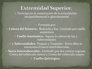 Anatomía Estructural Equipo 2 Tema I: Húmero | PPTX
