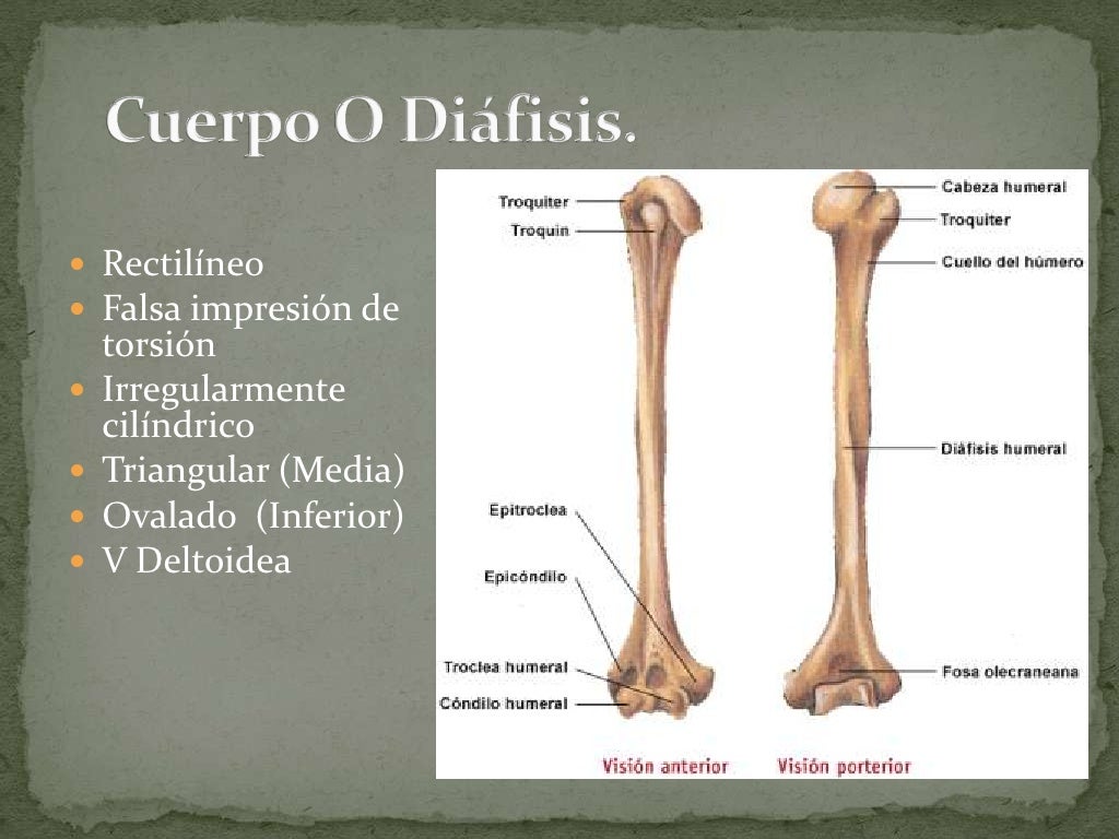 Anatomía Estructural Equipo 2 Tema I: Húmero