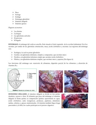 Porcinos | DOCX
