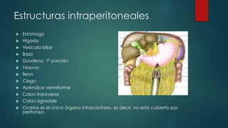 Porciones del abdomen | PPTX